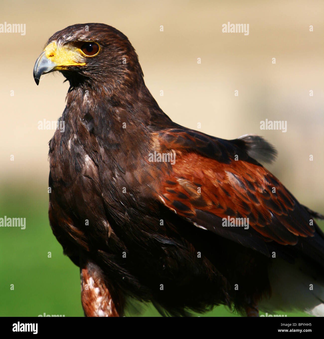 Alert hawk hi-res stock photography and images - Alamy