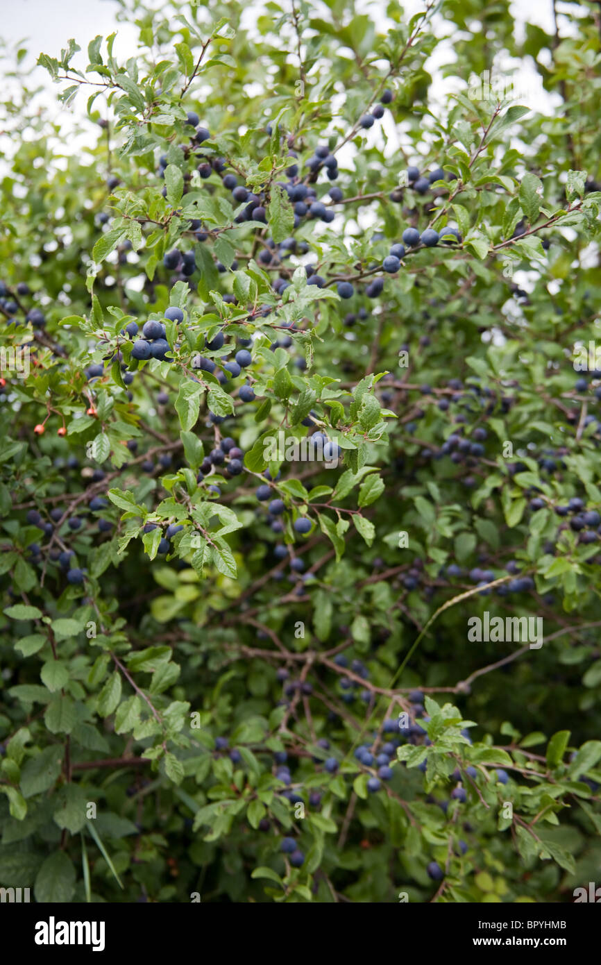 Sloe berries hi-res stock photography and images - Alamy