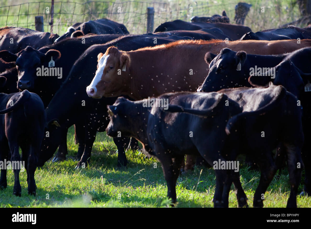 A herd of beef cattle (cows) in the Midwest Stock Photo - Alamy