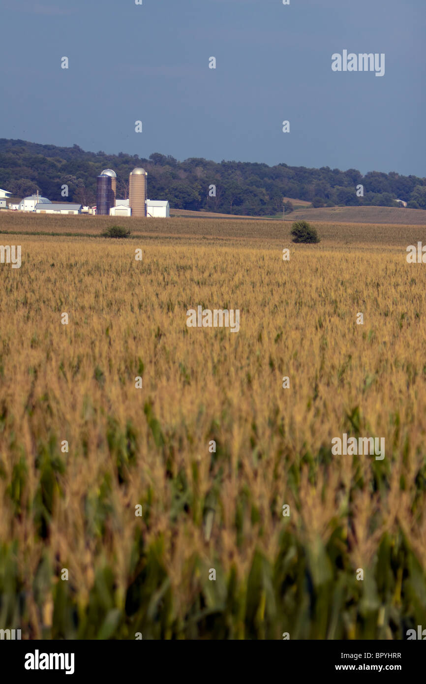A Midwestern corn field and small farm Stock Photo - Alamy