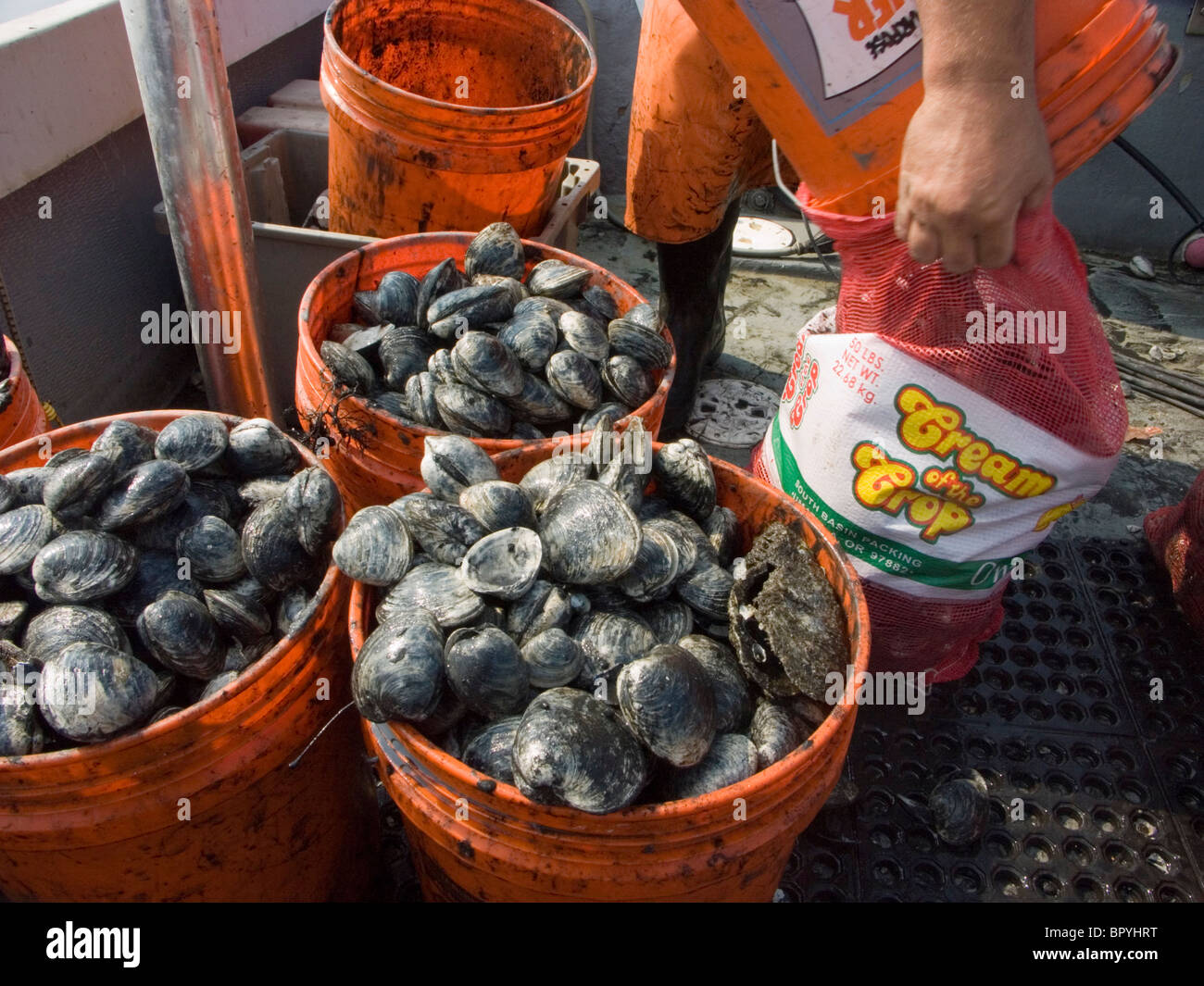 Quahogs (shellfish) pile up in buckets as they are caught by David ...