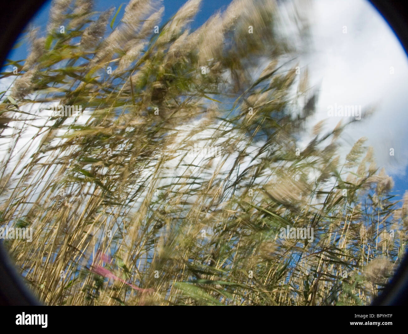 Plants blow in the wind, waving and blurring as seen through a ...