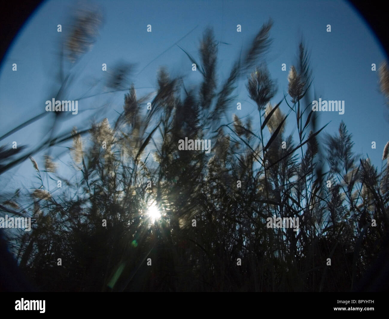 Plants blow in the wind, waving and blurring as seen through a ...