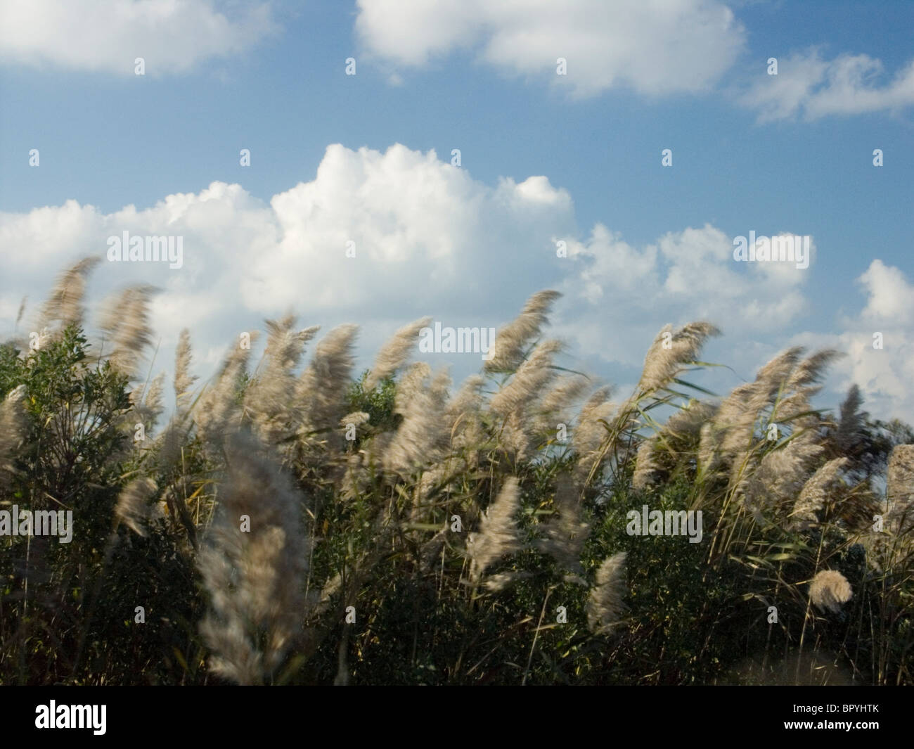 Plants blow in the wind, waving and blurring on Block Island Stock ...