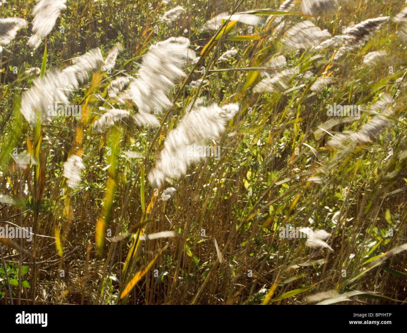 Plants blow in the wind, waving and blurring on Block Island Stock ...