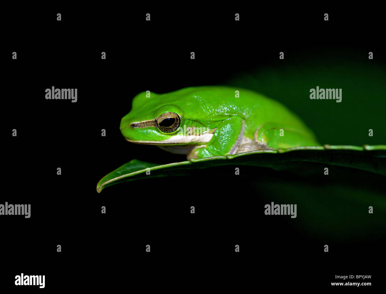 little dwarf green tree frog on the end of a leaf Stock Photo - Alamy
