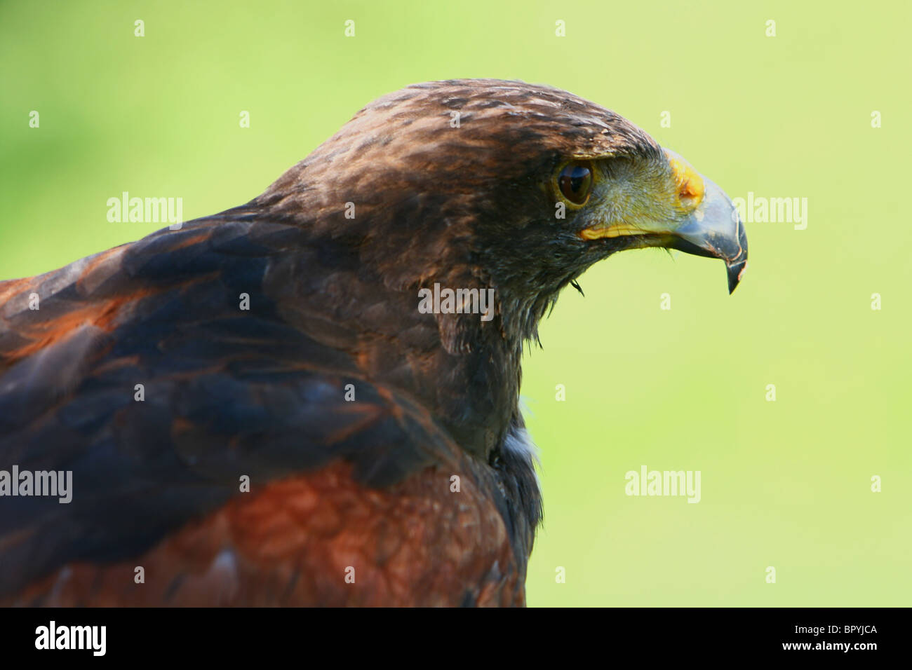 Hawk Watching High Resolution Stock Photography and Images - Alamy