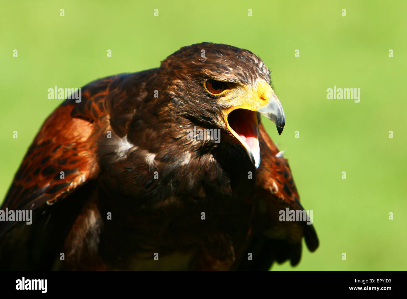 An alert Harris Hawk giving out a vocal warning Stock Photo - Alamy