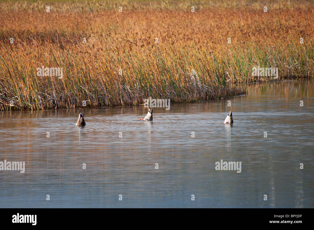 View of three ducks feeding with rear ends in air Stock Photo - Alamy