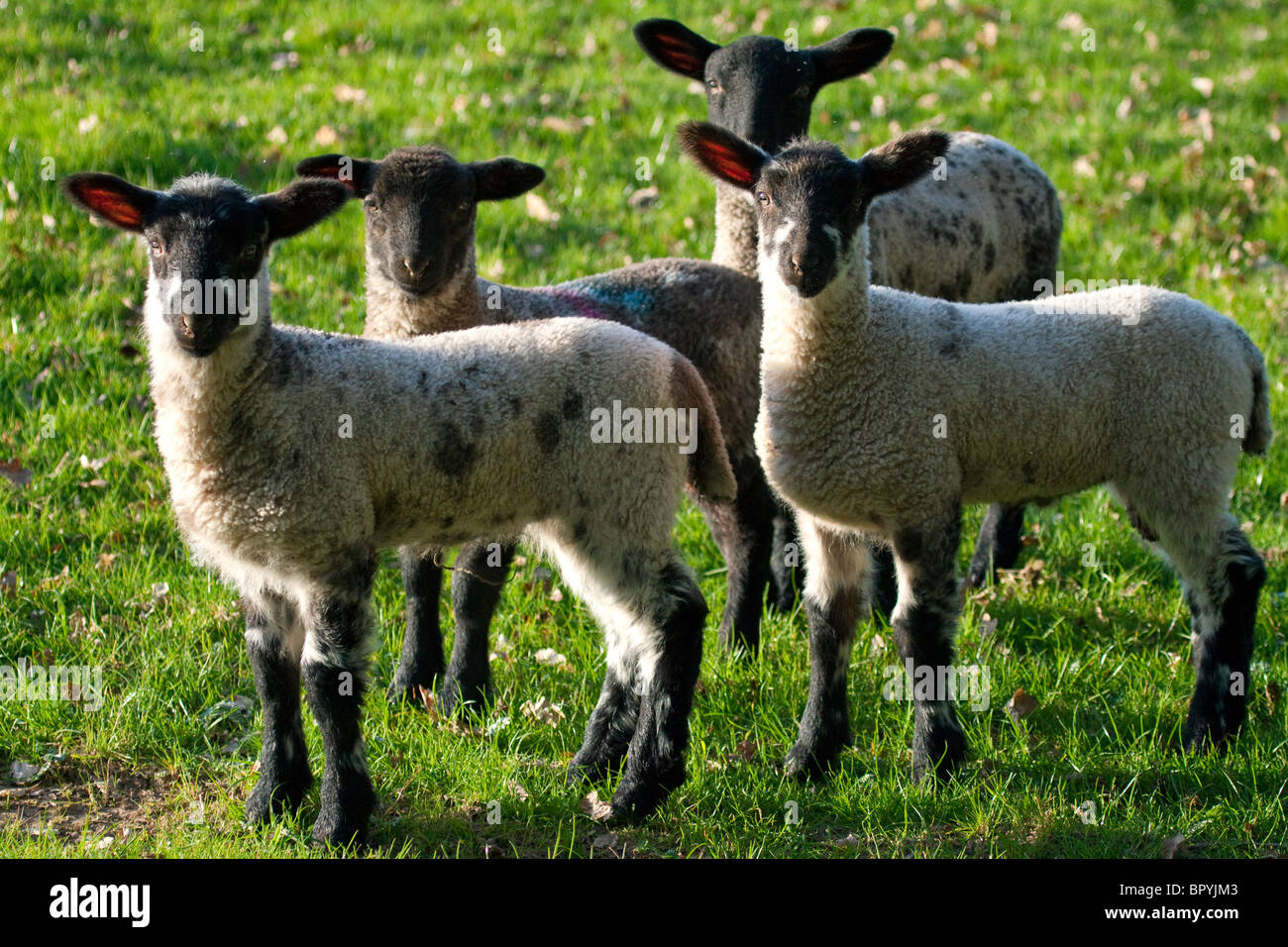 Four young lambs standing together in a field Stock Photo - Alamy