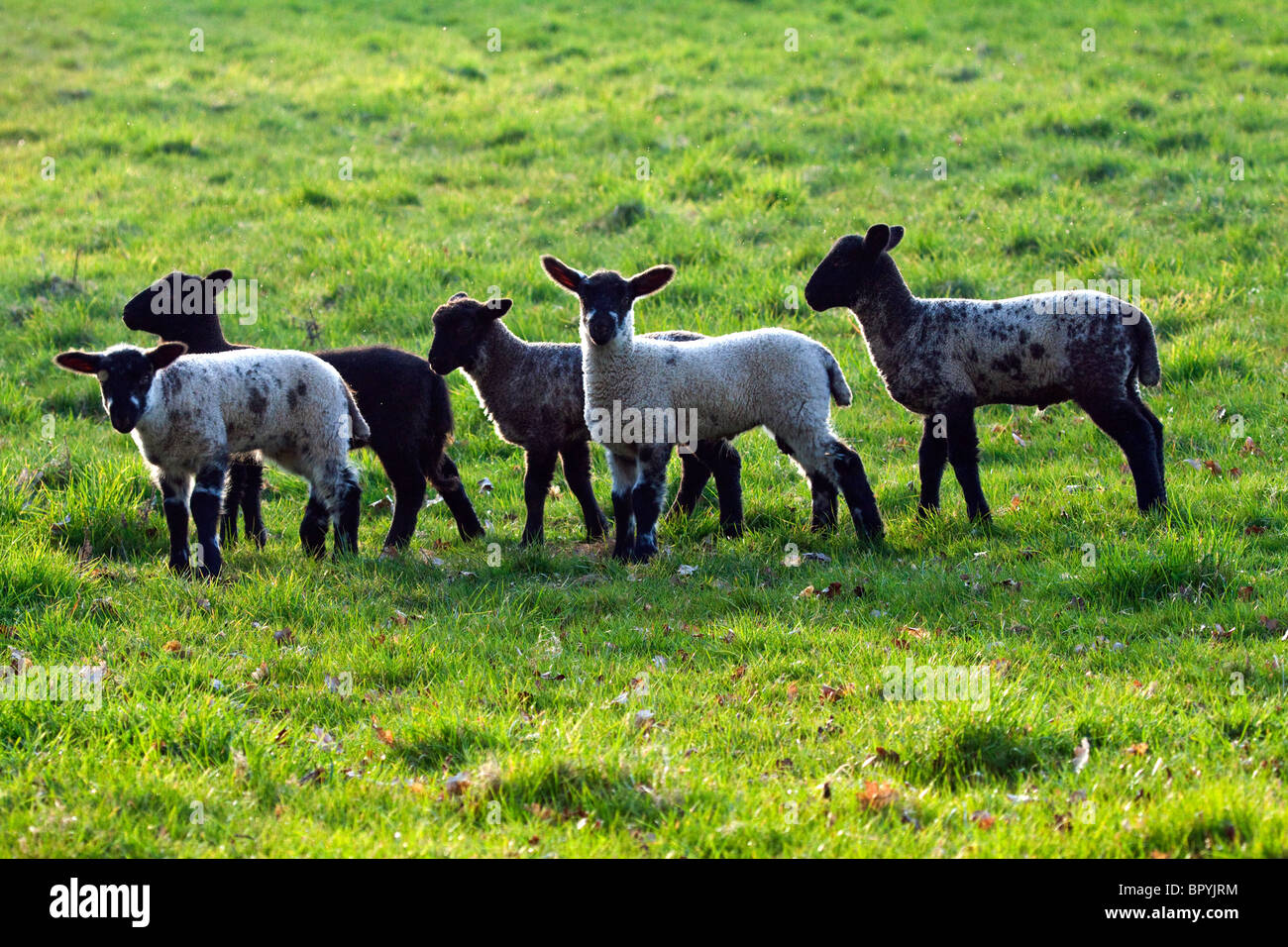 Five young lambs standing together in a field Stock Photo - Alamy