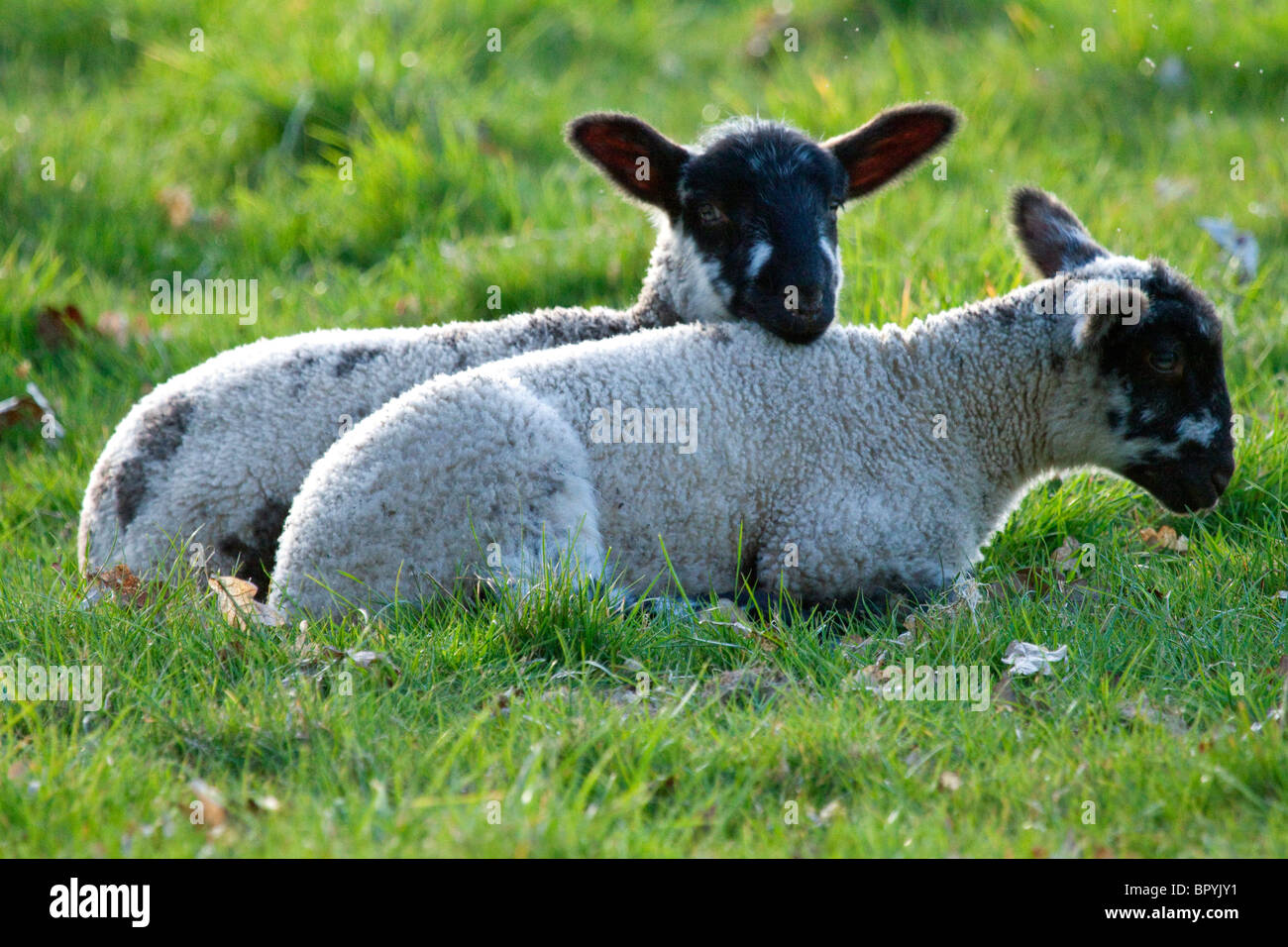Two lambs field hi-res stock photography and images - Alamy