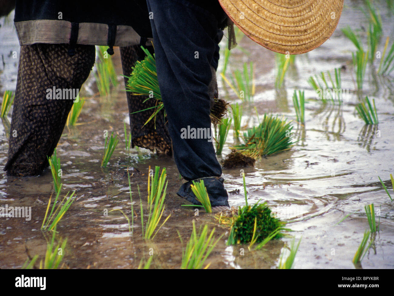 A Thai woman planting rice in flooded rice field Stock Photo - Alamy