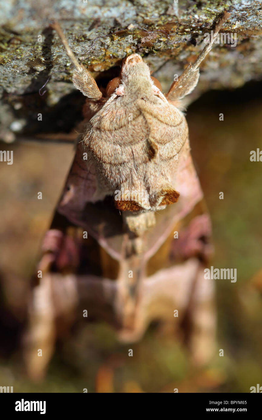 Angle Shades (phlogophora meticulosa) Moth resting on stone Stock Photo ...