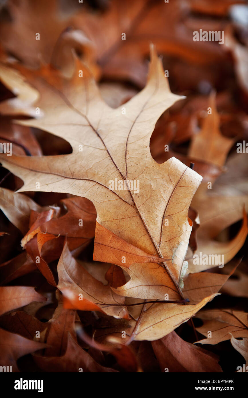 Fallen folliage hi-res stock photography and images - Alamy