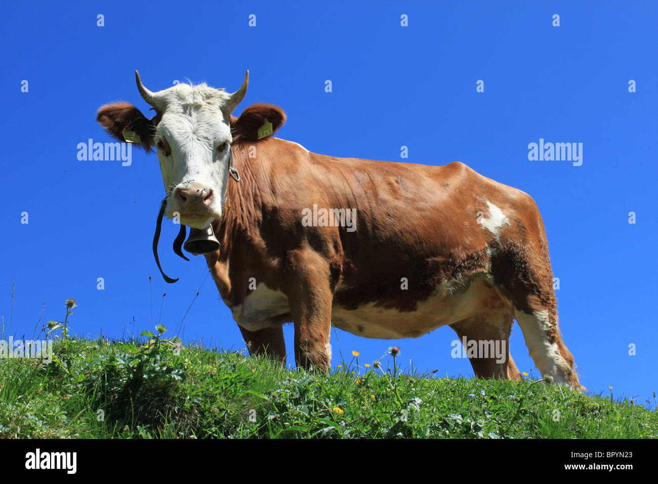Braun cow hi-res stock photography and images - Alamy