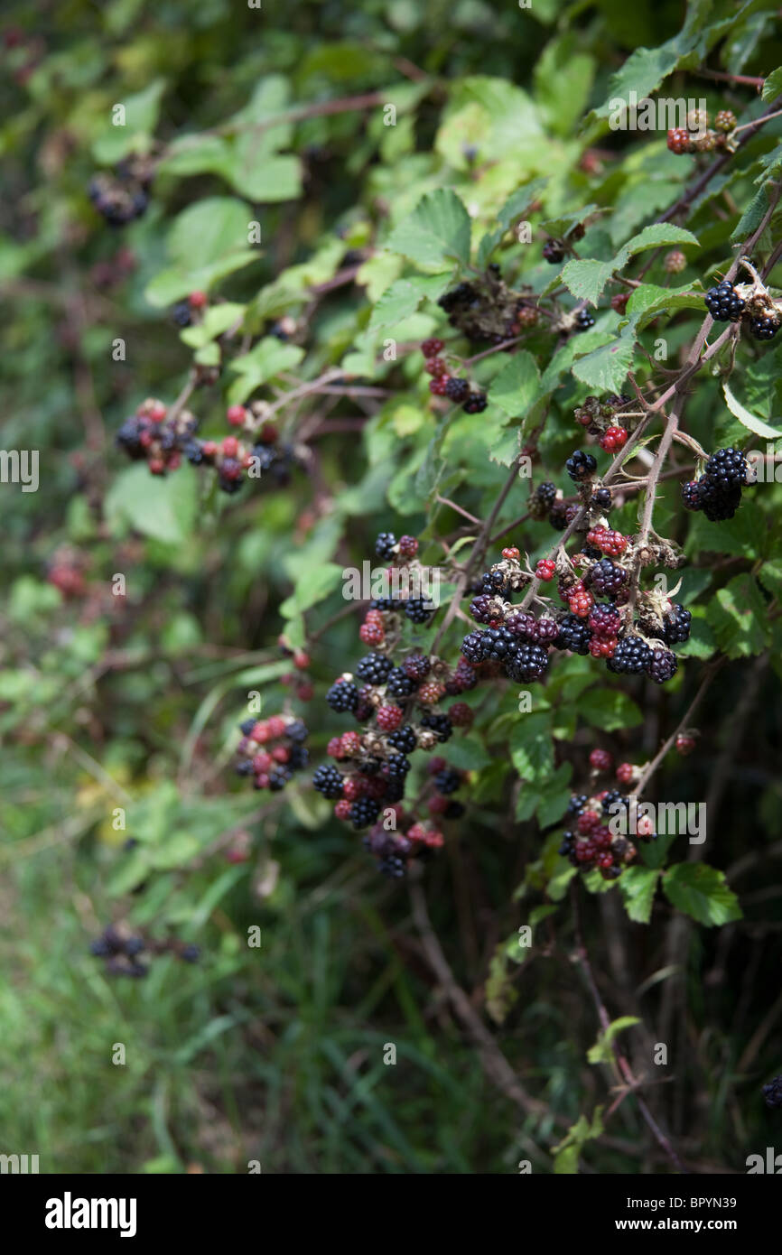Blackberrys hi-res stock photography and images - Alamy