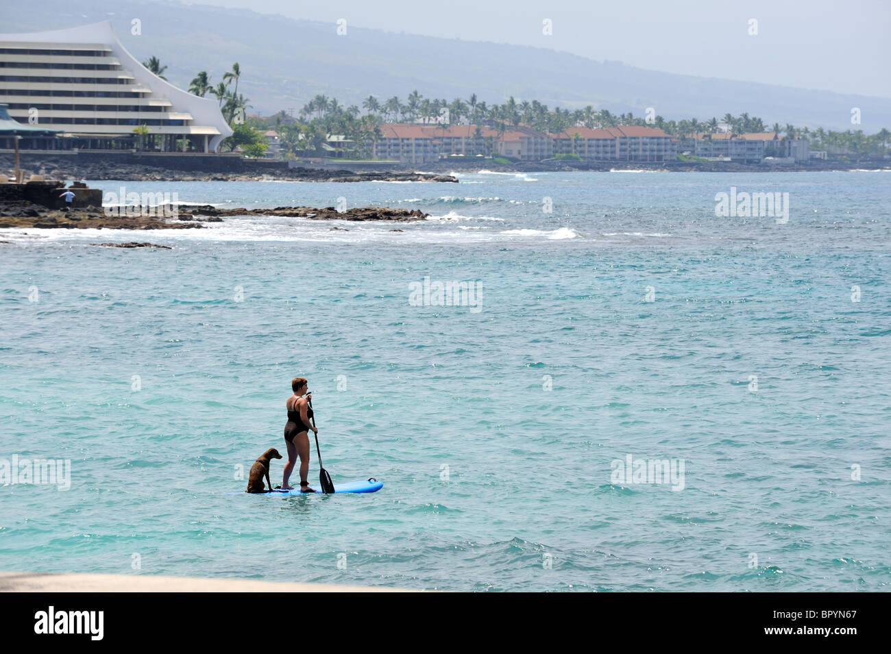 Hawaiian dog hi-res stock photography and images - Alamy
