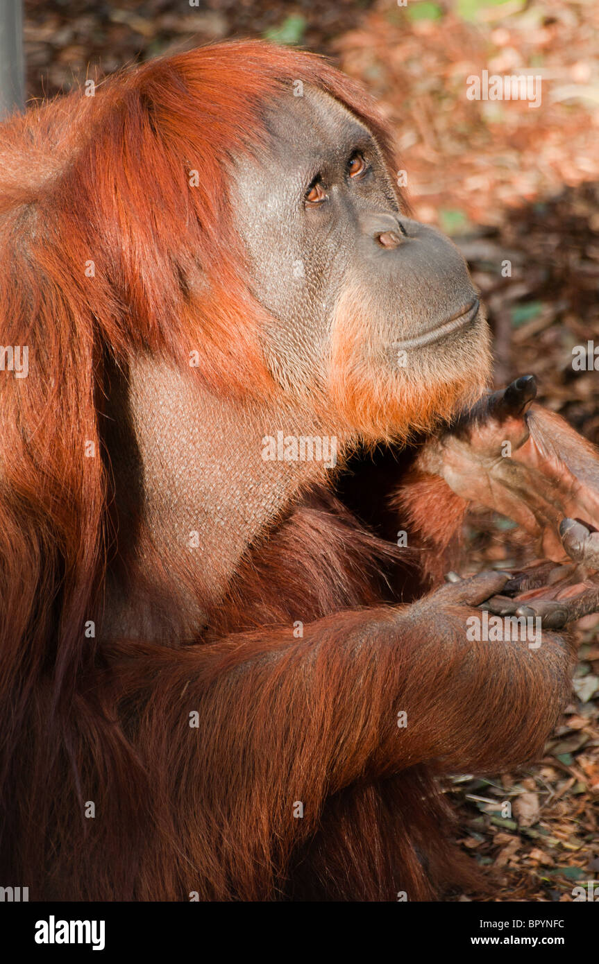 Pongo abelii hi-res stock photography and images - Alamy