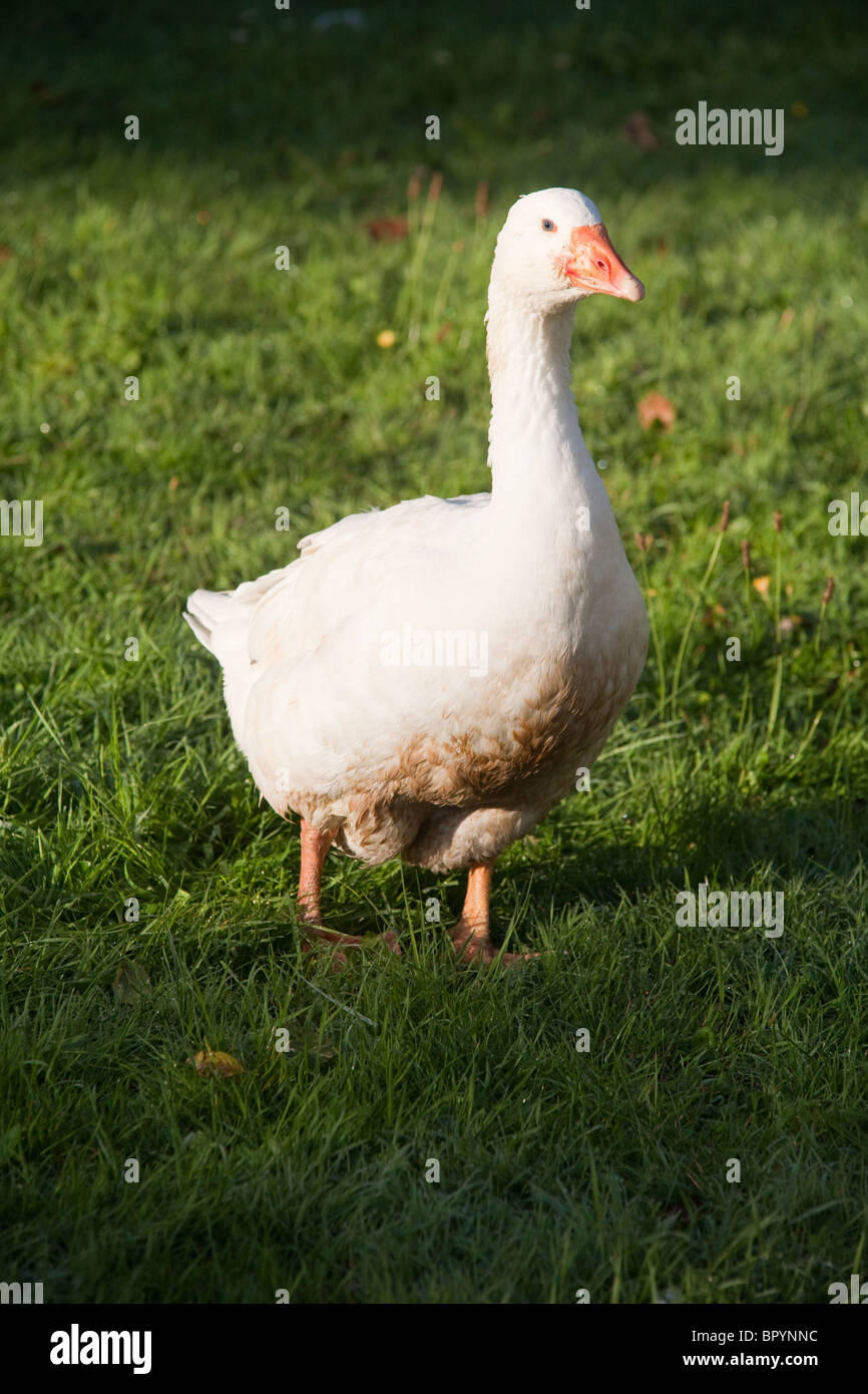 White domestic Embden goose, Hampshire, England Stock Photo - Alamy