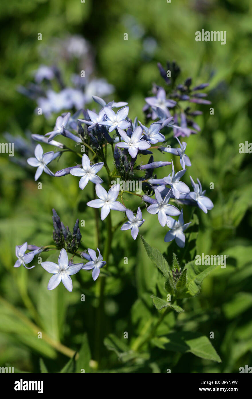 Bluestar amsonia tabernaemontana hi-res stock photography and images ...