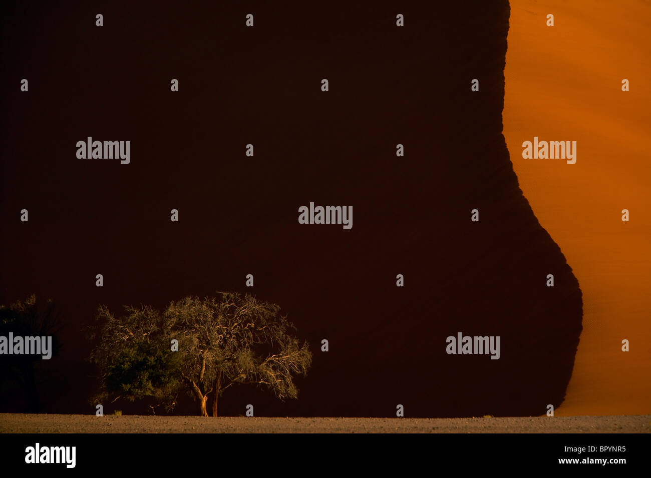 Dune Ridge in shadow with loan tree, Namibia Stock Photo - Alamy
