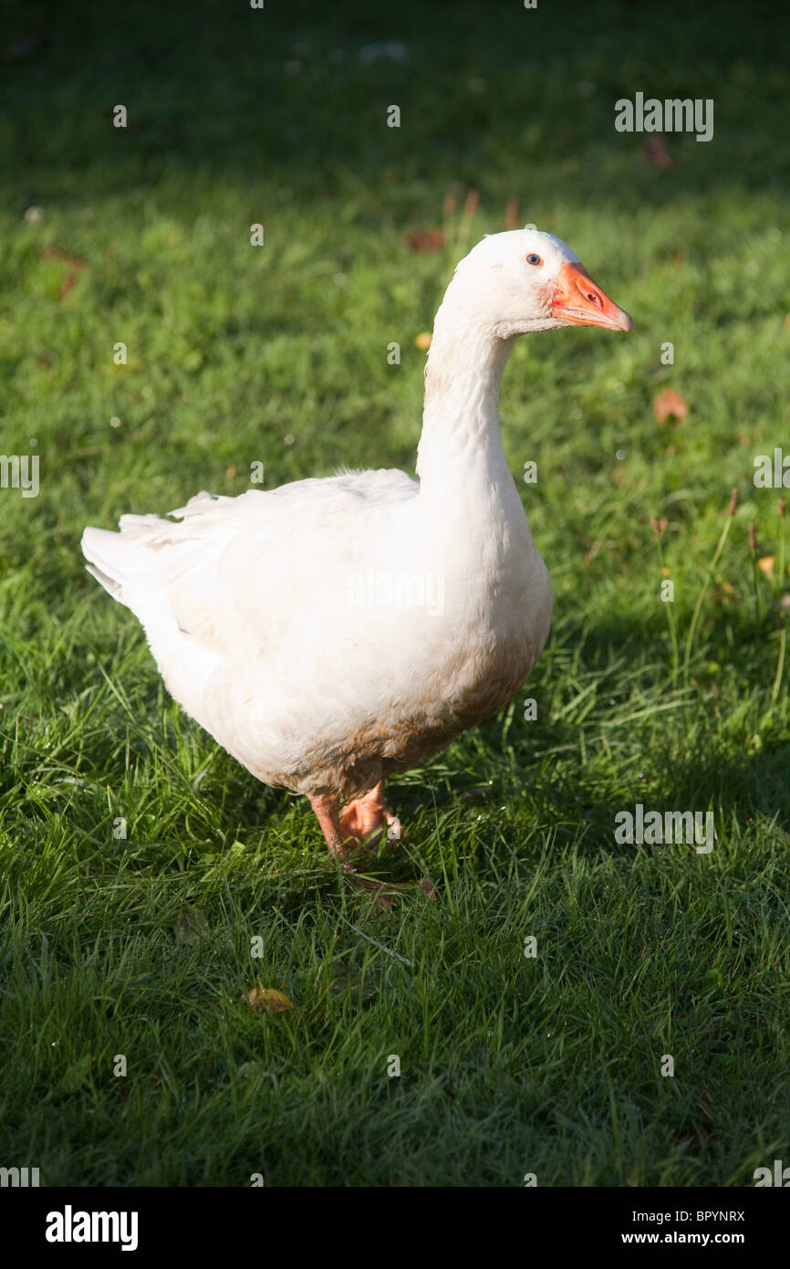 White domestic Embden goose, Hampshire, England Stock Photo - Alamy