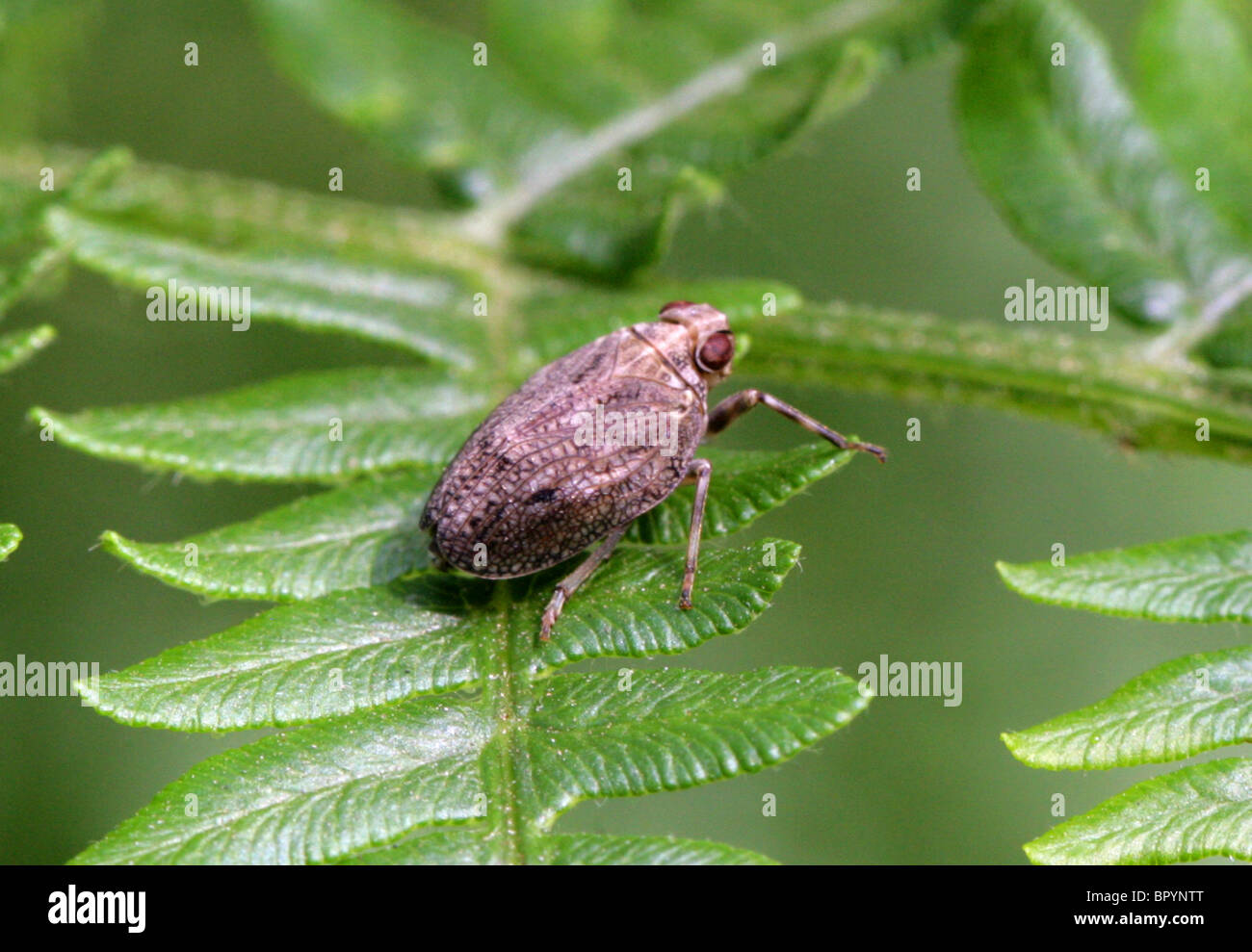 Cercopidae hi-res stock photography and images - Alamy