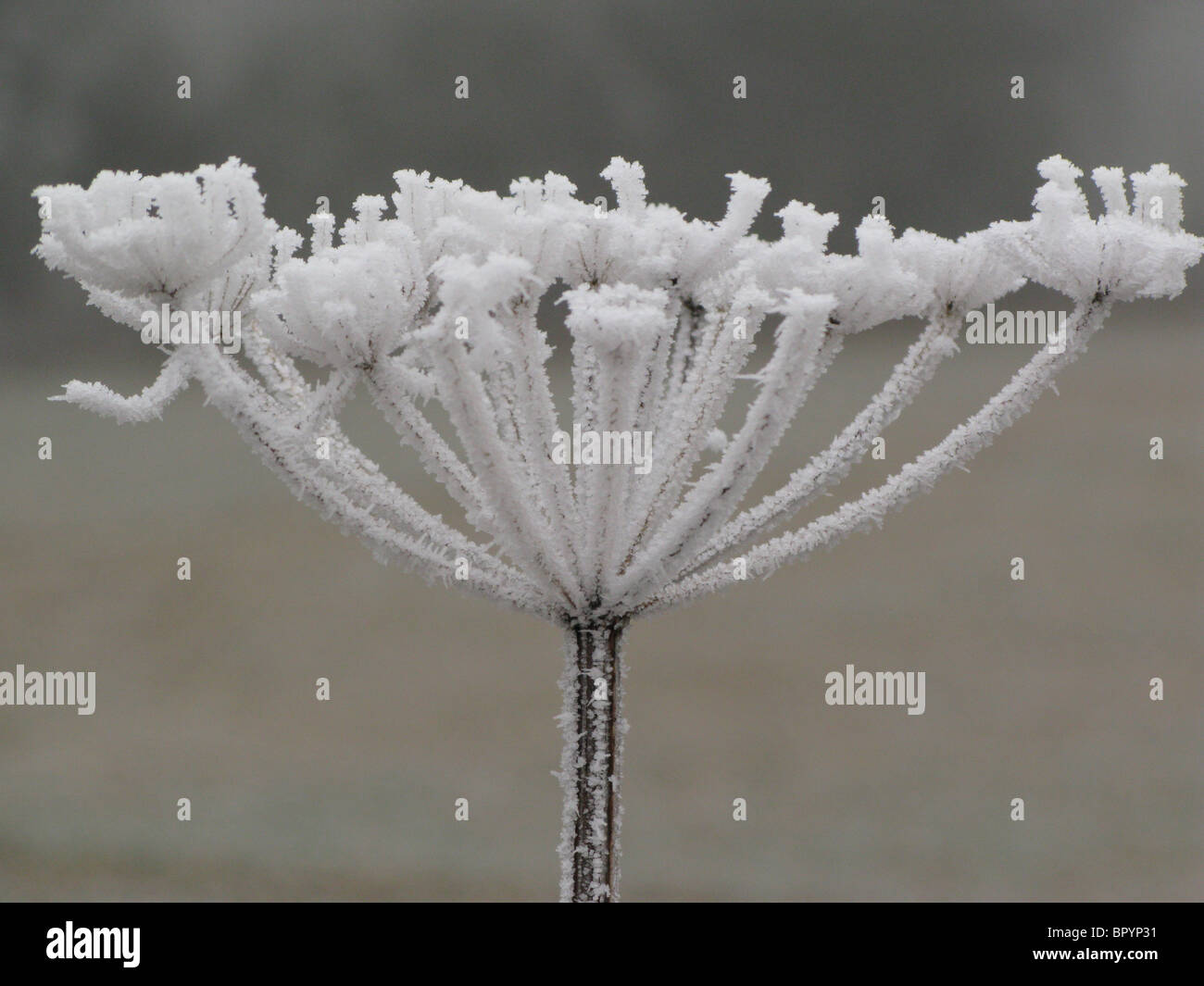 Hoarfrost on plant Stock Photo - Alamy