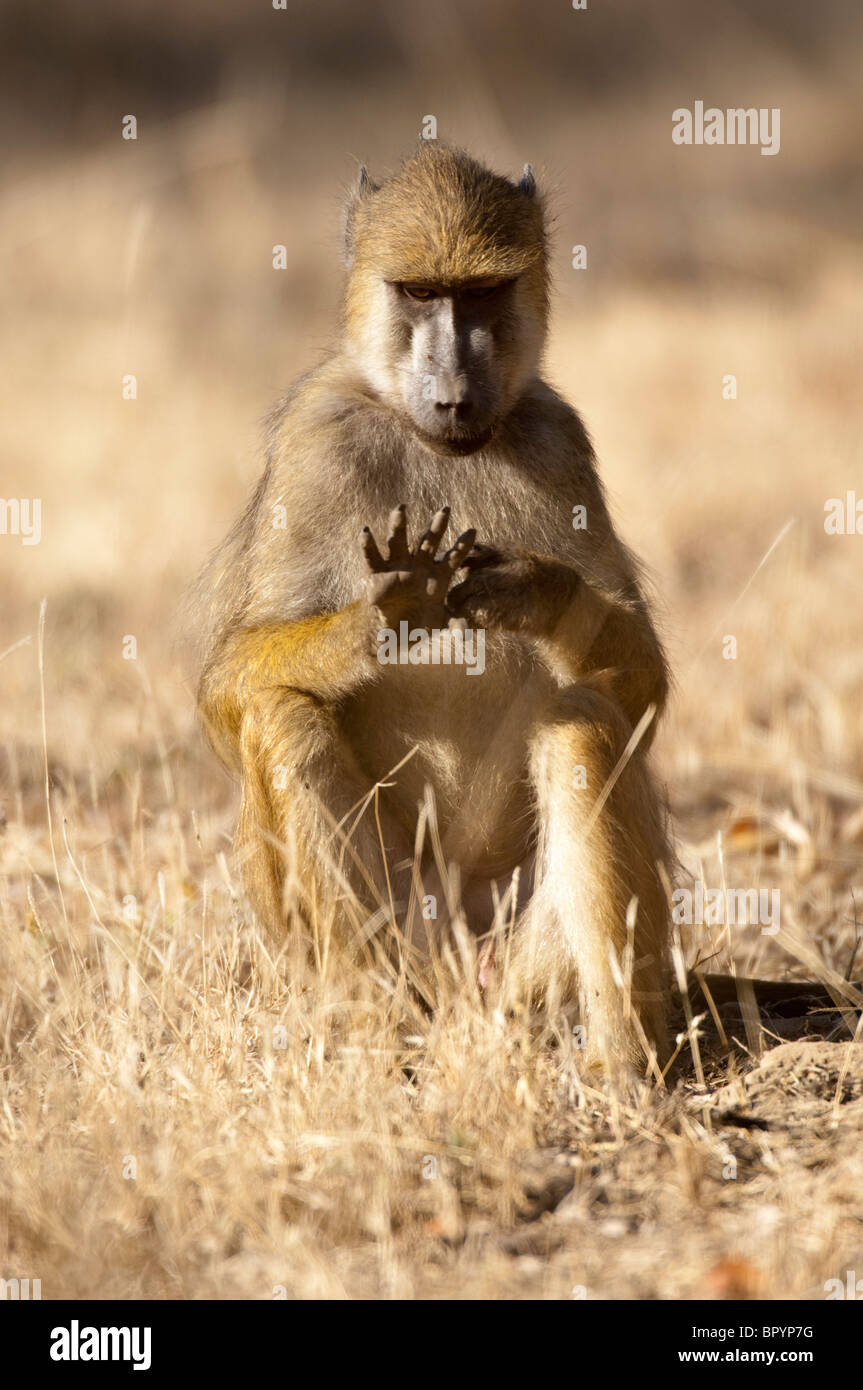 Wildlife liwonde national park hi-res stock photography and images - Alamy