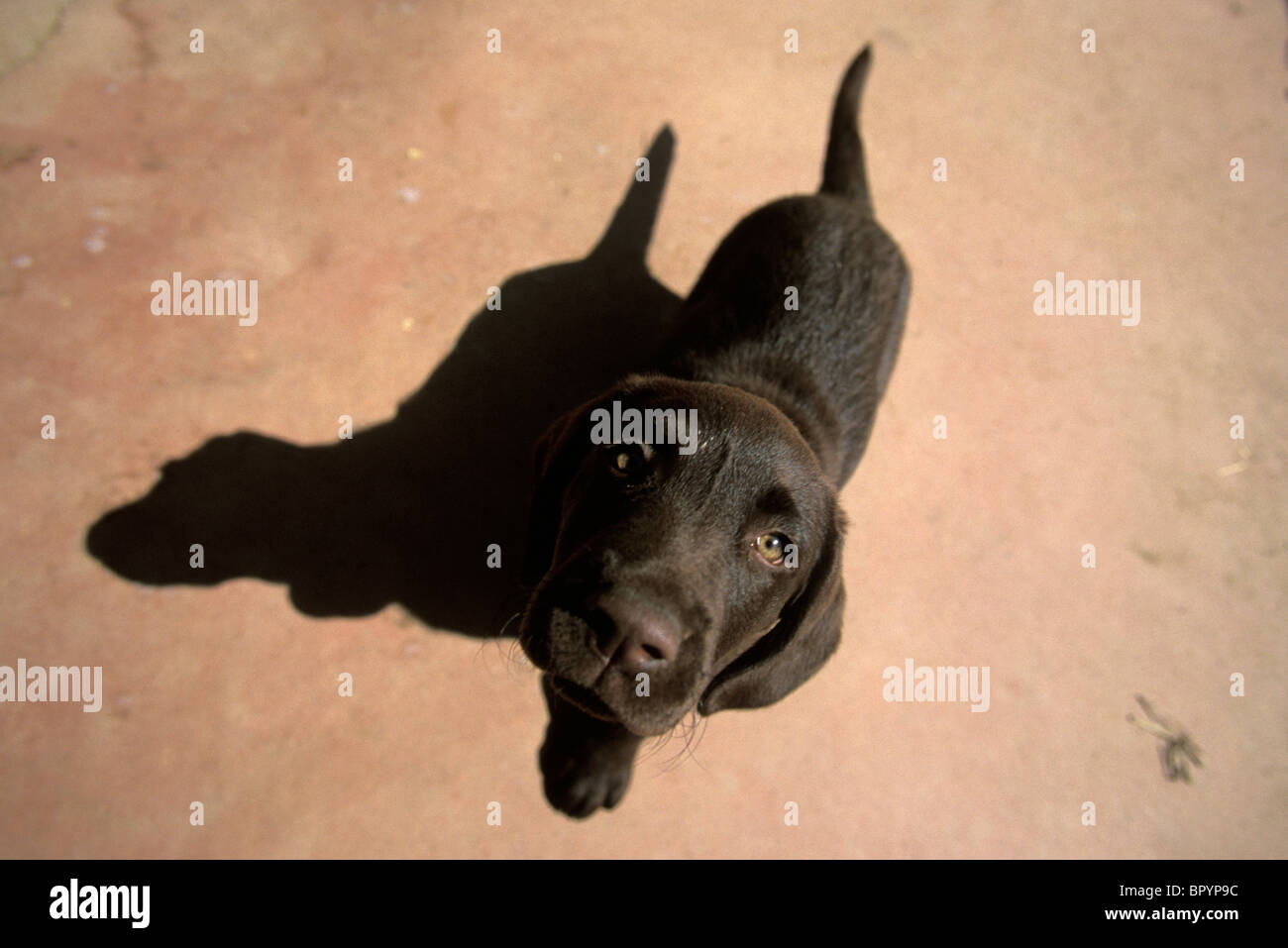 A black dog casts a shadow at high noon Stock Photo - Alamy