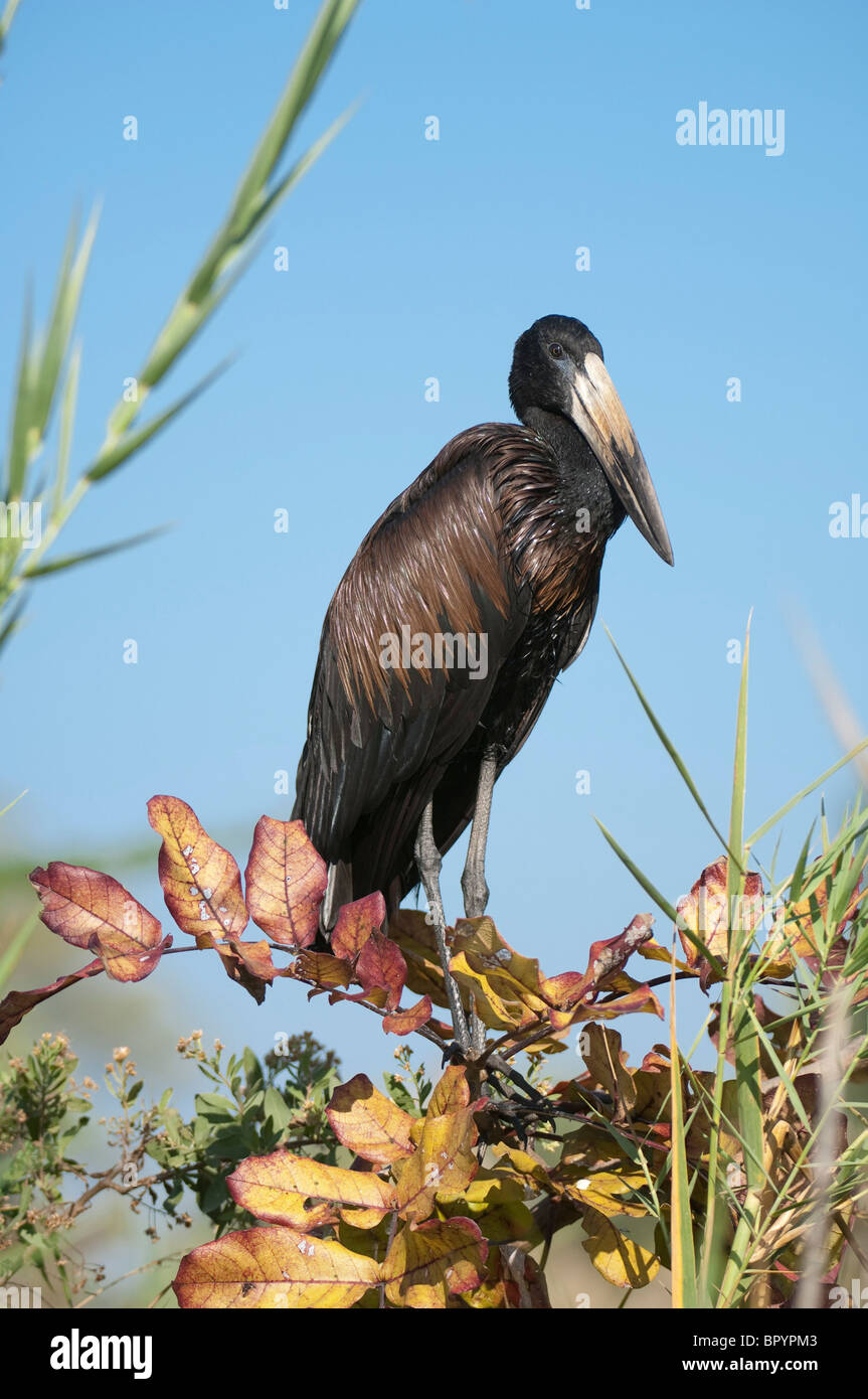 National bird of malawi hi-res stock photography and images - Alamy