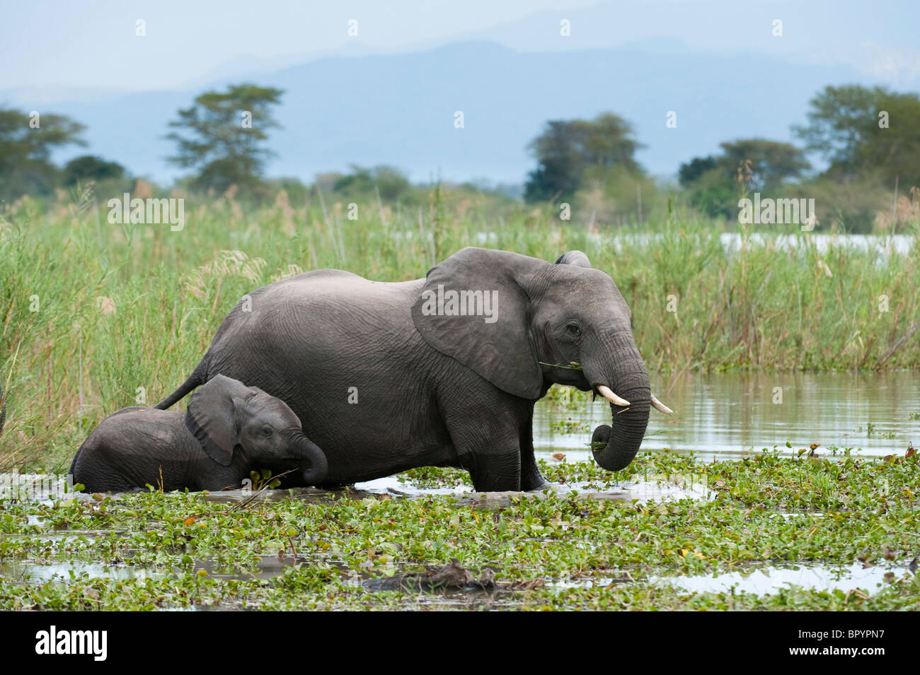 African elephant with young ( Loxodonta africana africana) in the Shire ...