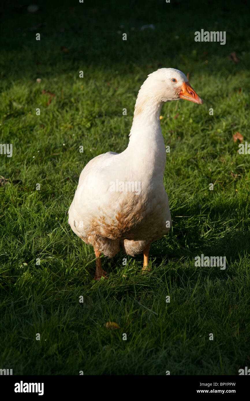 White domestic Embden goose, Hampshire, England Stock Photo - Alamy