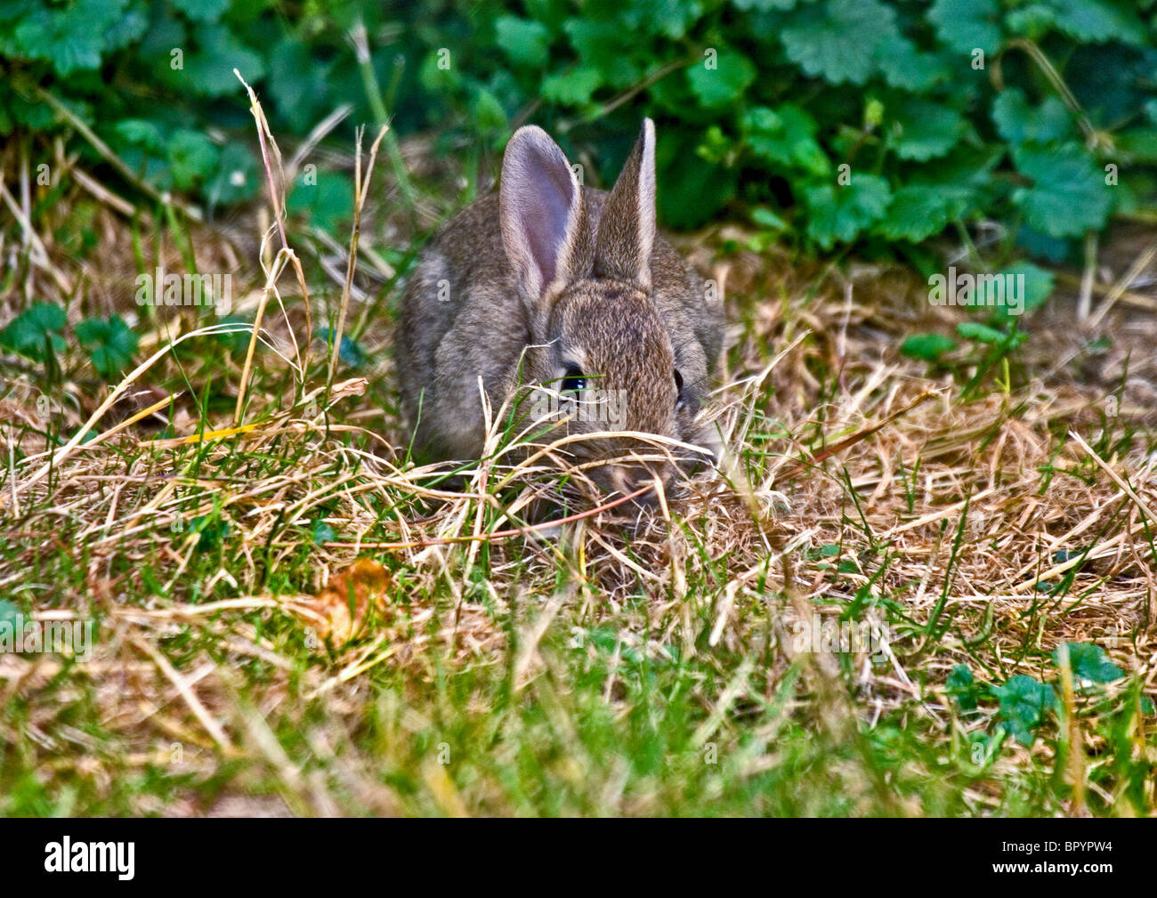 Rabbit (lagomorphs) hi-res stock photography and images - Alamy