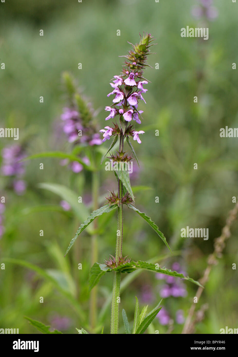 Stachys Palustris High Resolution Stock Photography and Images - Alamy