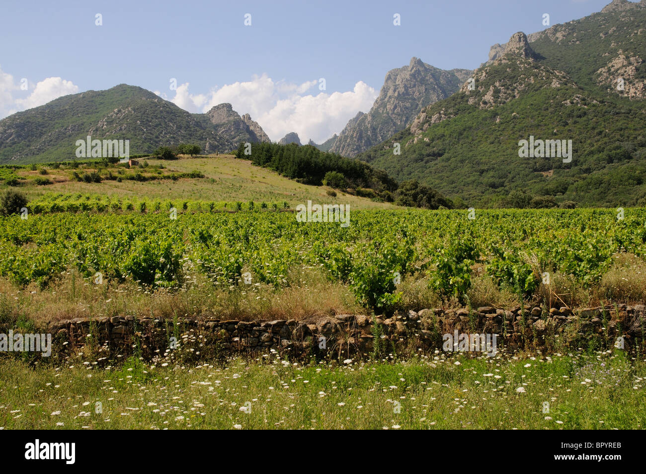 St chinian vines hi-res stock photography and images - Alamy