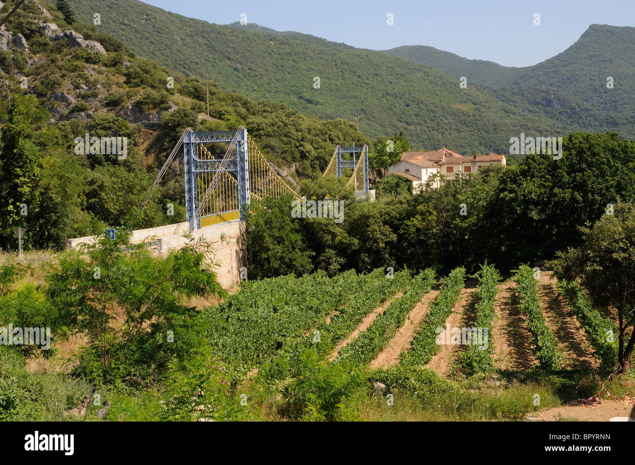 Vines on the lower slopes of the Espinouse Mountains in the St Chinian ...
