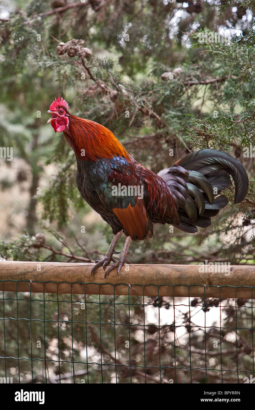 Male red junglefowl crowing on a tree branch Stock Photo - Alamy