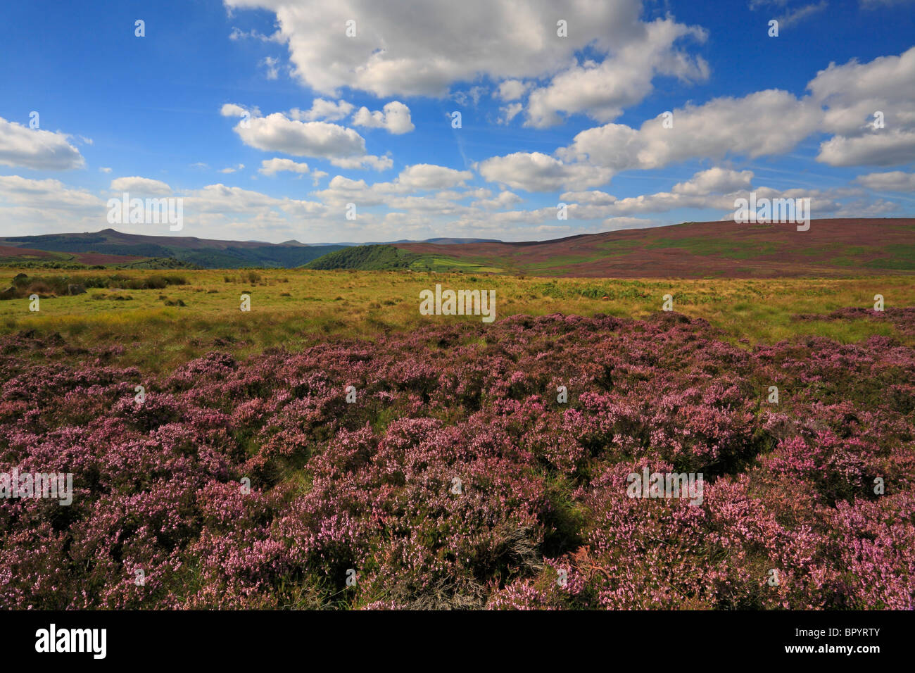 Heather moorland derbyshire uk hi-res stock photography and images - Alamy