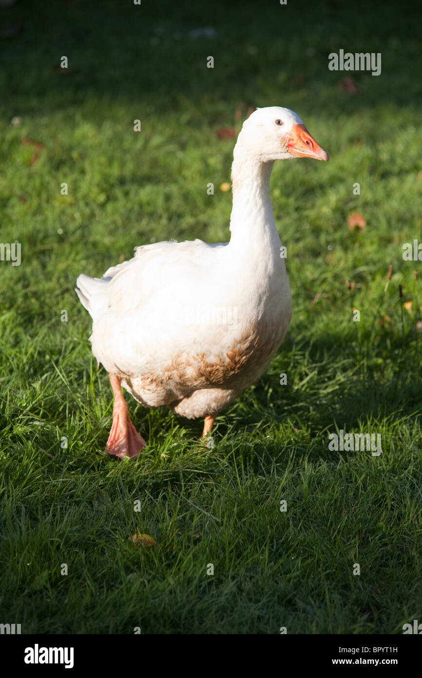 White domestic Embden goose, Hampshire, England Stock Photo - Alamy