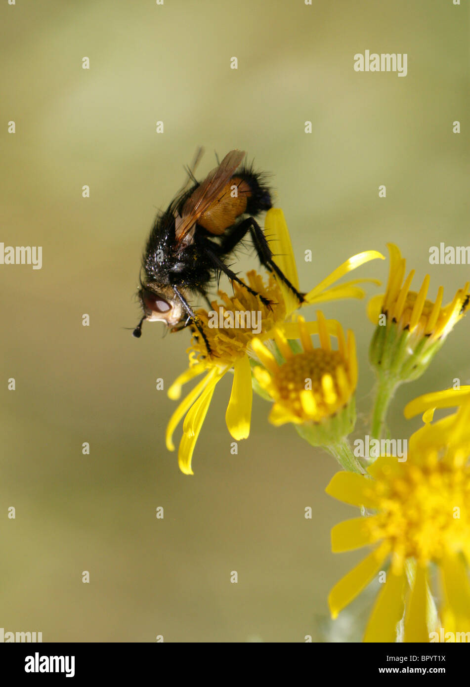 Tachinid Fly, Tachina fera, Tachininae, Tachinidae, Diptera. Aka Louse ...