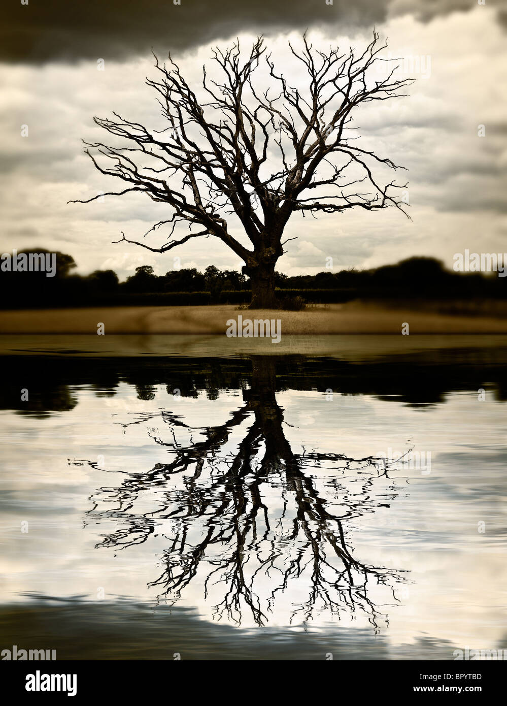 Oak Tree Reflection High Resolution Stock Photography and Images - Alamy
