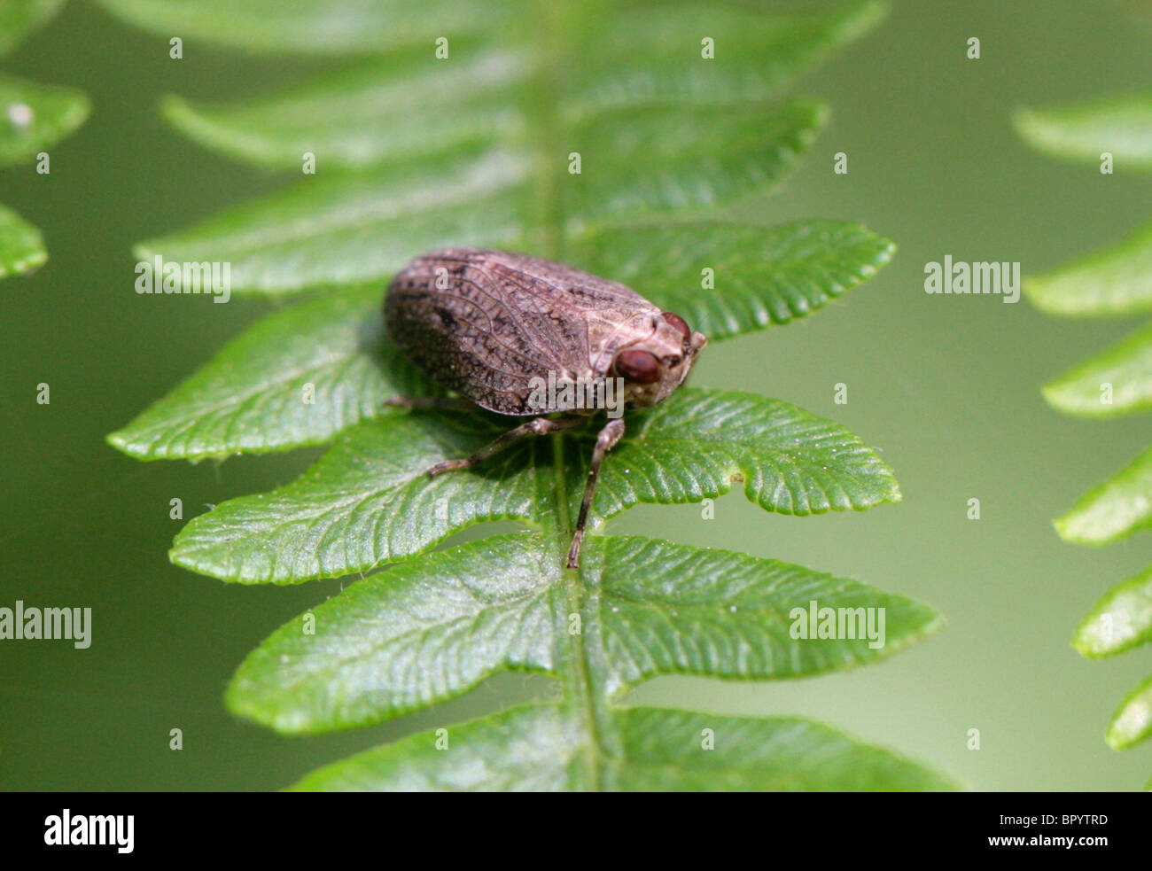 Froghopper or Meadow Spittlebug, Philaenus spumarius, Cercopidae ...