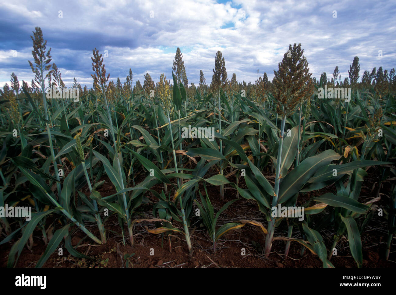 Cerrado Ecosystem, Brazil Stock Photo - Alamy