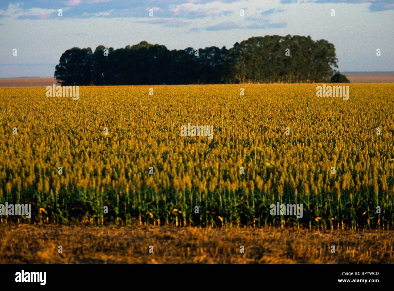Cerrado Ecosystem, Brazil Stock Photo - Alamy