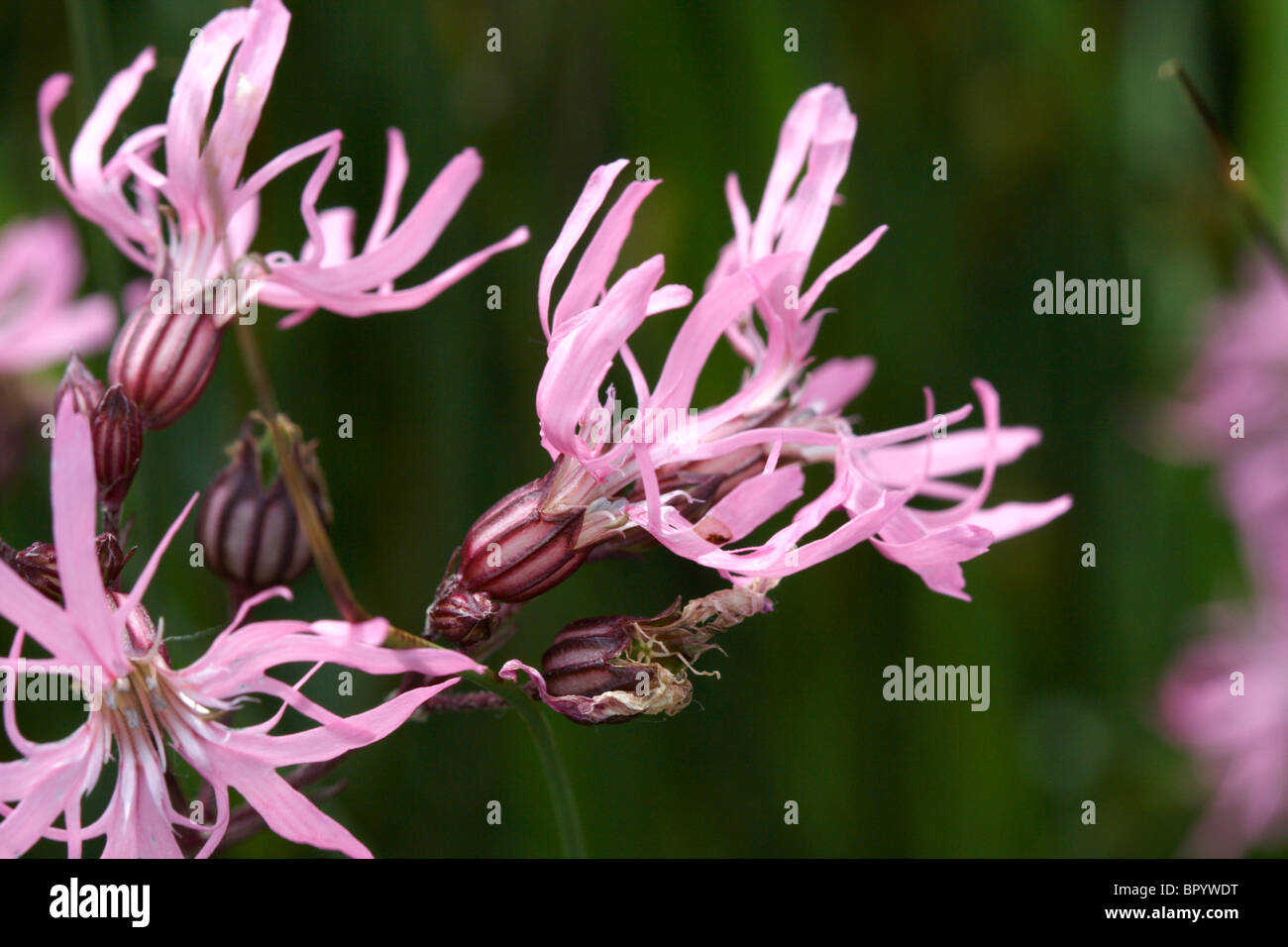 Ragged Robin Flower - Lychnis flos-cuculi Stock Photo - Alamy
