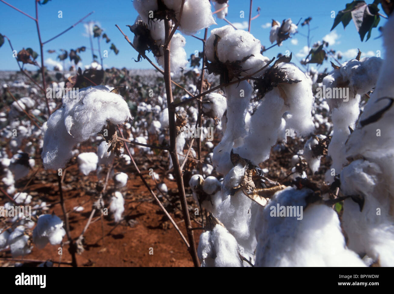 Cerrado Ecosystem, Brazil Stock Photo - Alamy