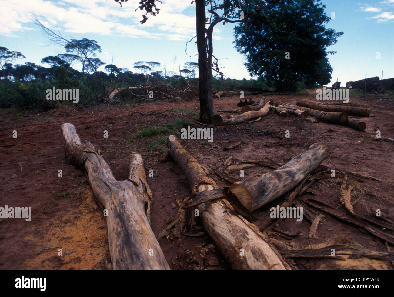 Cerrado Ecosystem, Brazil Stock Photo - Alamy