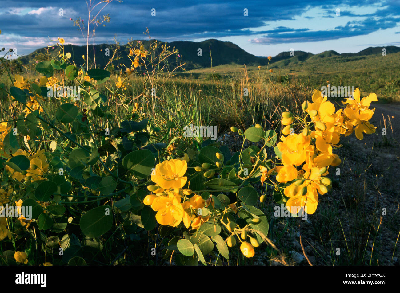 Cerrado Ecosystem, Brazil Stock Photo - Alamy